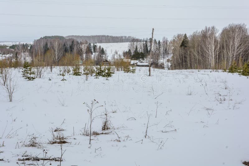 Last Days of Winter on the Fields Stock Image - Image of ground, spruce ...