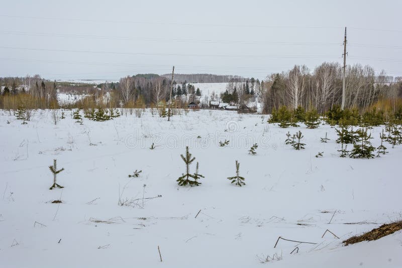 Last Days of Winter on the Fields Stock Image - Image of birch, shrubs ...