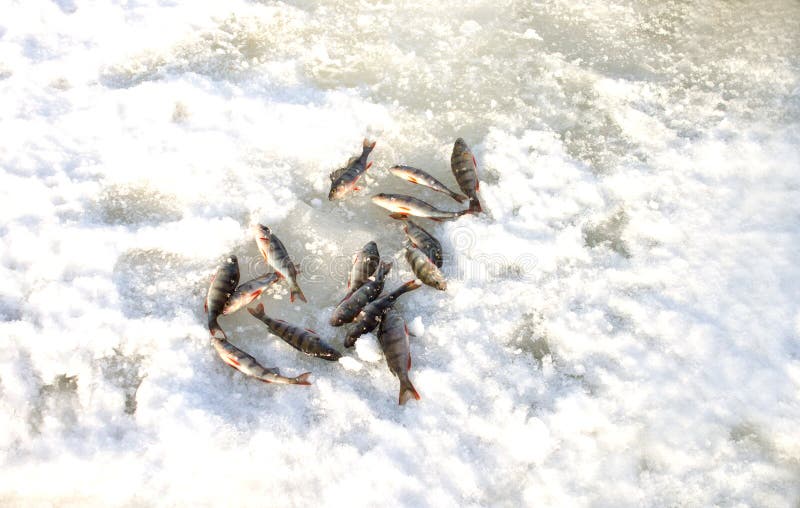 A Small Fish `perch` Lies in the Snow,fresh and Still Alive Stock Image ...