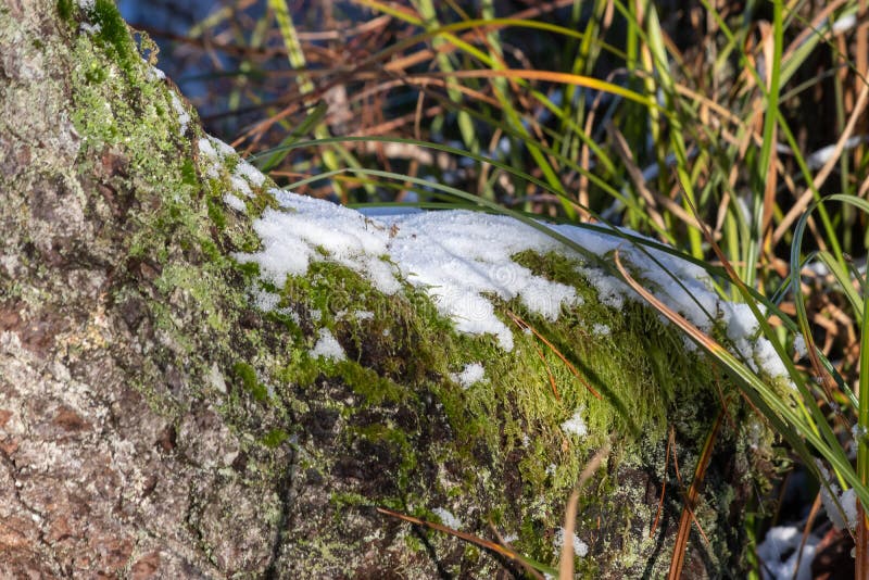 Snow Lightly Covering Green Moss on a Tree Stock Photo - Image of pond ...