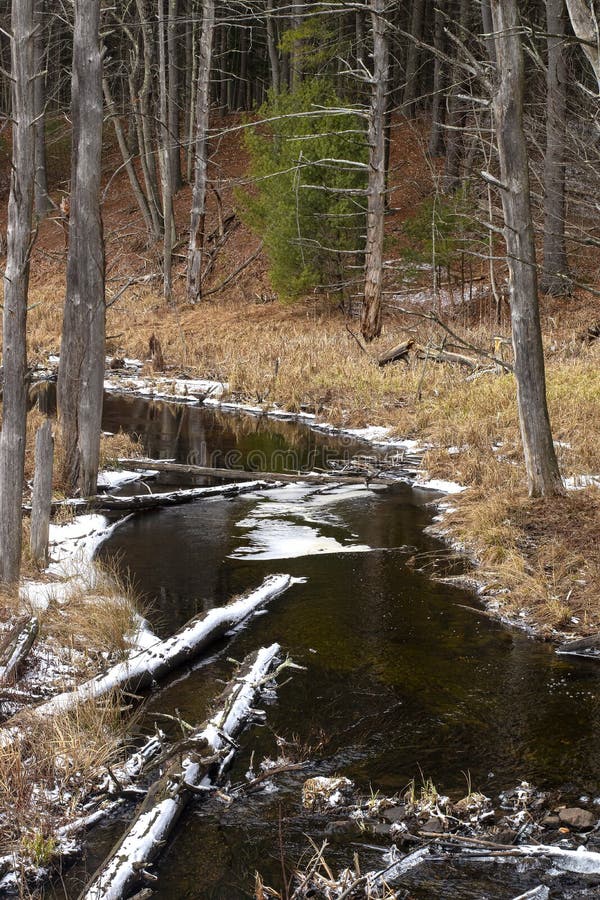 Touch of Snow at the Waters Edge Stock Image - Image of trees, forest ...