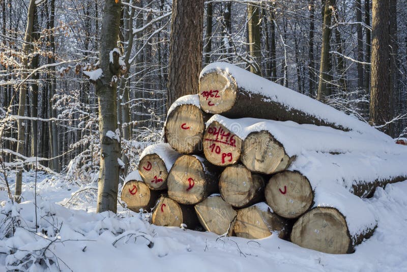 Snow on logs in forest stock photo. Image of dusk, white - 48543464
