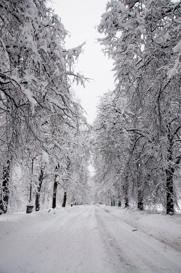 Snow stock photo. Image of snow, path, trees, trail, vertical - 33181298