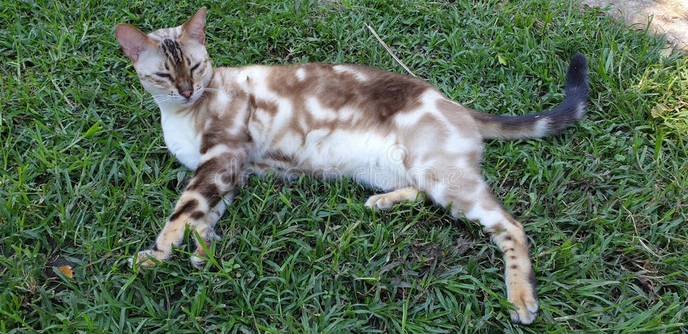 Snow lynx beautiful boy stock image. Image of mammal - 224315099