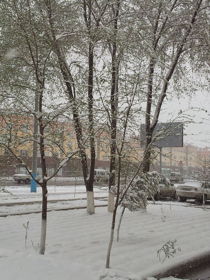 Snow in March stock image. Image of morning, branch - 195395491