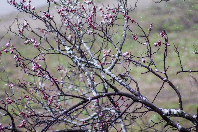 Snow in March in Kiev stock image. Image of grass, buds - 176950775