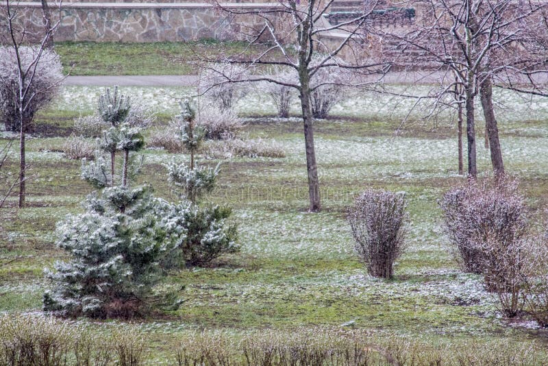 Snow in March in Kyiv stock photo. Image of flora, buds - 176951172