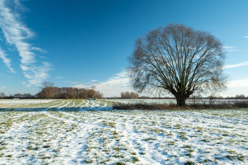 Snow on the Meadow and a Large Tree Stock Image - Image of field ...