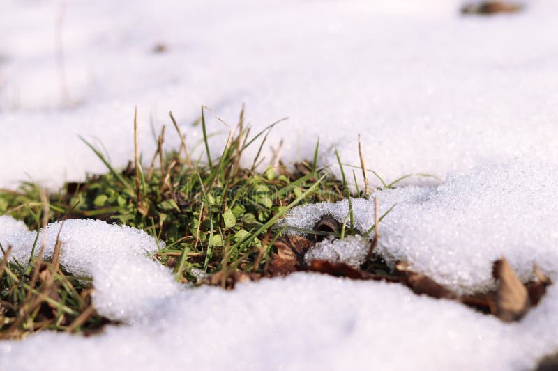 Snow Melting on the Ground, Early Spring Background Stock Image - Image ...