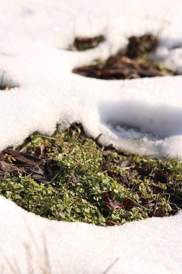 Snow Melting on the Ground, Early Spring Background Stock Photo - Image ...