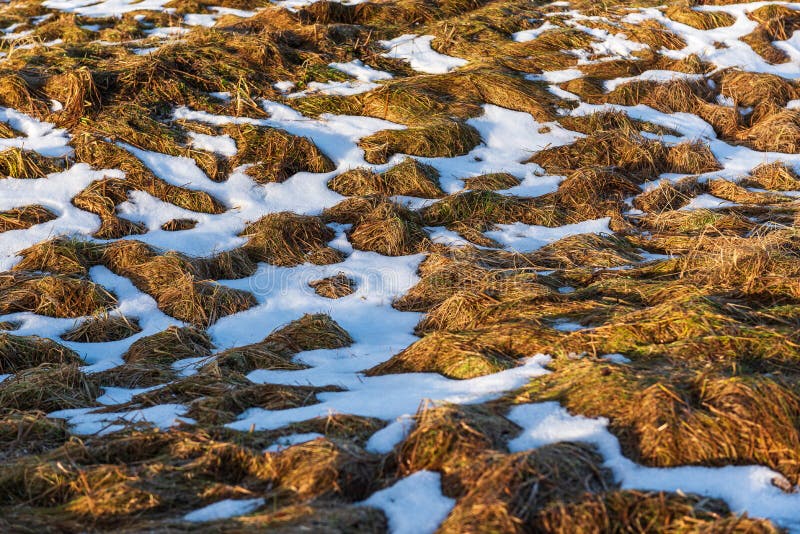 Snow is Melting in the Meadow. the Onset of Spring Stock Photo - Image ...