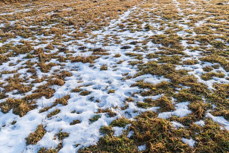 Snow is Melting in the Meadow. the Onset of Spring Stock Photo - Image ...