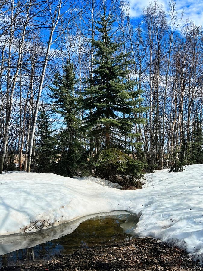 Snow Melting into Puddles on Spring Day in Alaska Stock Photo - Image ...