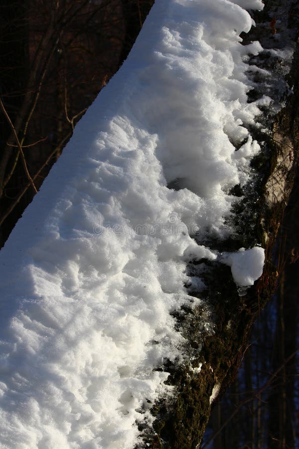 Snow Melting on Tree Trunks in the Forest during a Thaw in Winter Stock ...