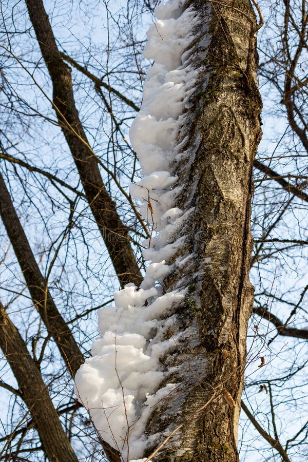 Snow Melting on Tree Trunks in the Forest during a Thaw in Winter Stock ...