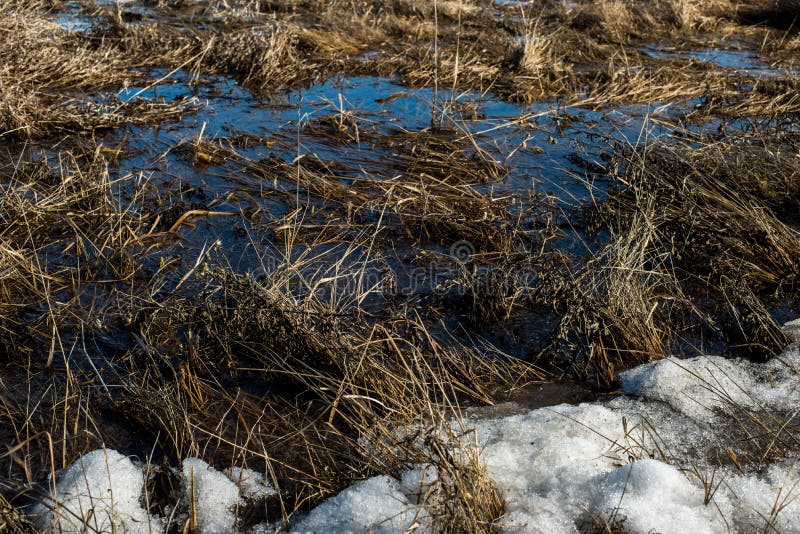 Snow Melts and Accumulated Melt Water Forms a Swamp Stock Photo - Image ...