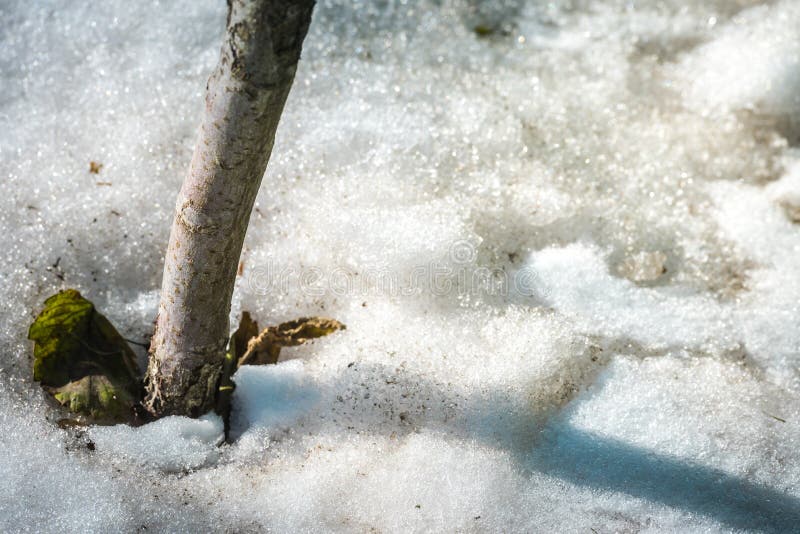 Snow Melts Around the Tree Trunk Stock Photo - Image of beauty, nature ...