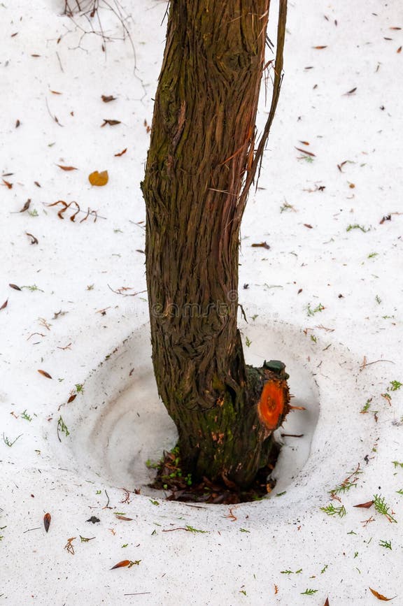 Snow Melts Around Trees in Spring, Heat from the Tree Stock Image ...