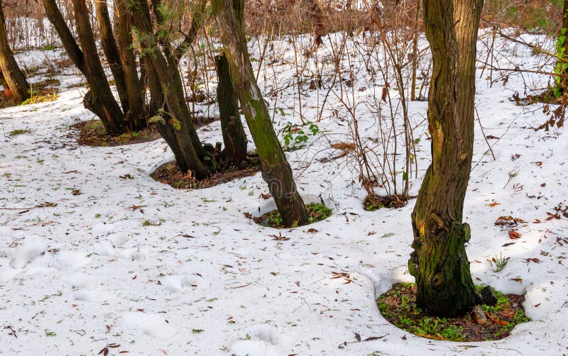 Snow Melts Around Trees in Spring, Heat from the Tree Stock Image ...