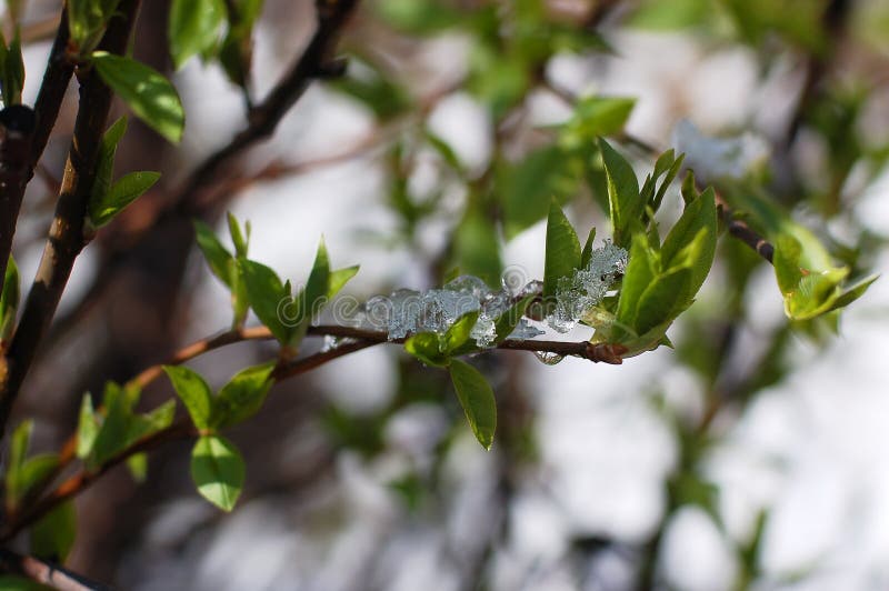 Snow Melts on a Branch with Green Leaves Stock Photo - Image of branch ...