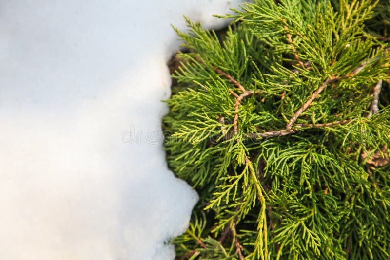 Snow melts in a forest stock image. Image of winter - 107767773