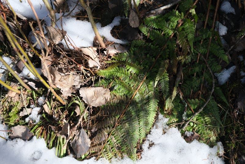 Snow Melts in the Forest on a Spring Day Stock Image - Image of cover ...