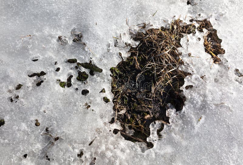 Snow Melts on the Ground in Spring. Stock Photo - Image of white ...