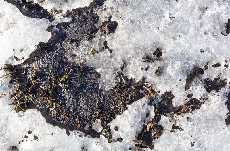 Snow Melts on the Ground in Spring. Stock Photo - Image of closeup ...
