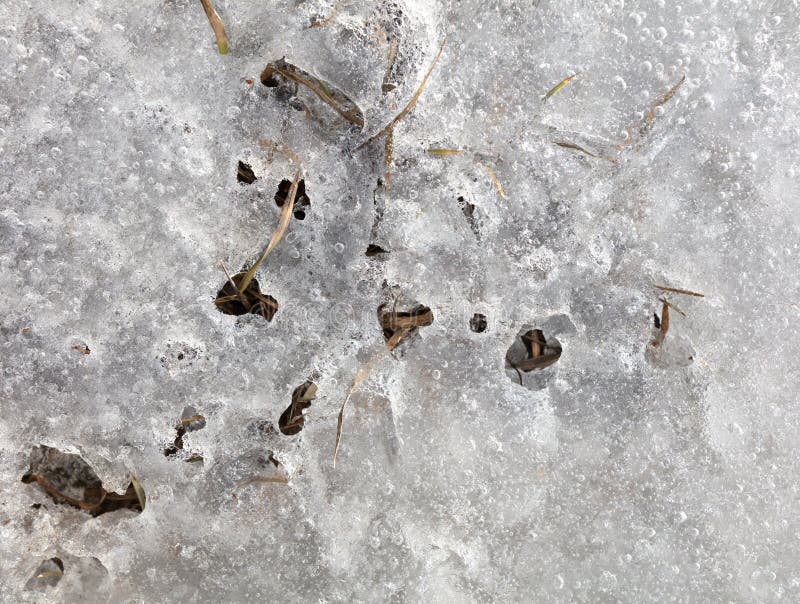 Snow Melts on the Ground in Spring. Stock Image - Image of closeup ...