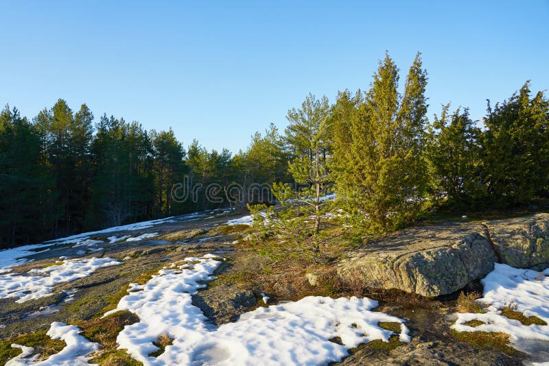 Snow Melts in the Spring Forest on a Rock Stock Photo - Image of ...