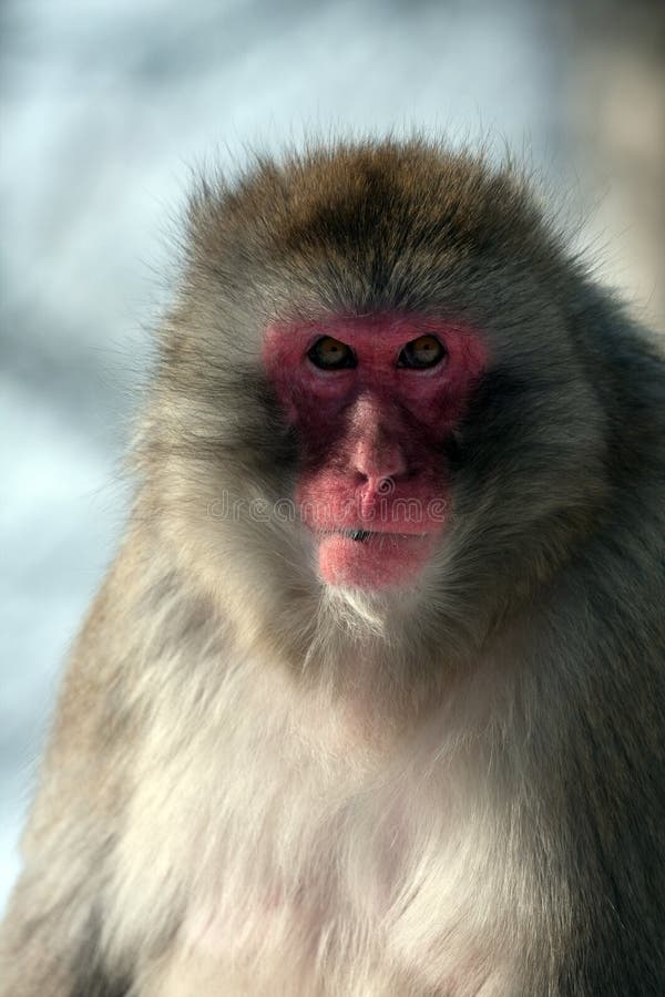Snow Monkey stock image. Image of wildlife, blue, scottish - 13498429