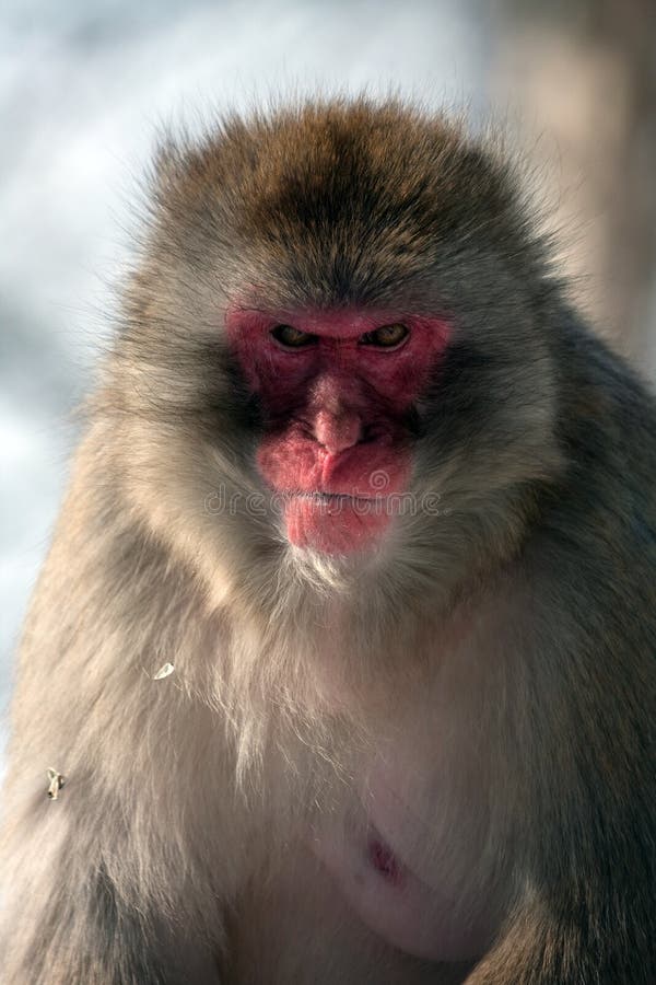 Snow Monkey stock image. Image of snow, mammal, kincraig - 13566965