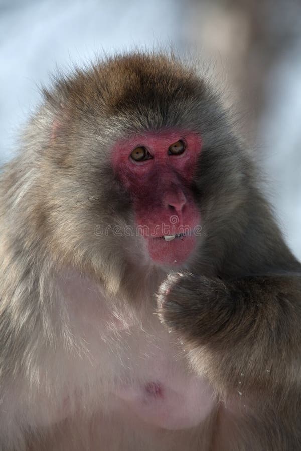 Snow Monkey stock photo. Image of park, blue, scottish - 17099982