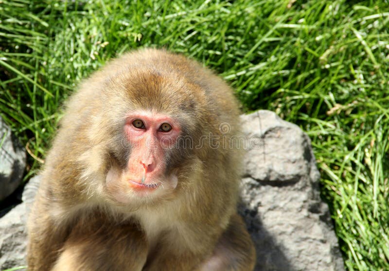 Snow monkey stock photo. Image of wild, mischievous, playful - 25177628