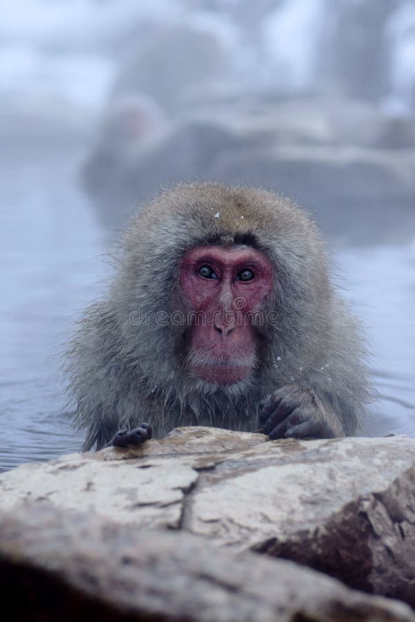 Snow Monkey stock image. Image of friendly, cute, monkey - 37630935