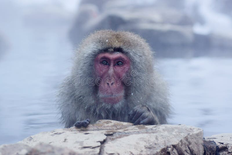 Snow Monkey Scratching Behind the Ears in Jigokudani, Japan Stock Image ...