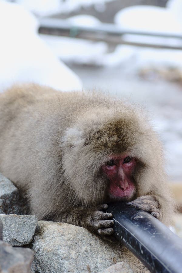 Snow Monkey stock image. Image of monkey, snow, cute - 37631097