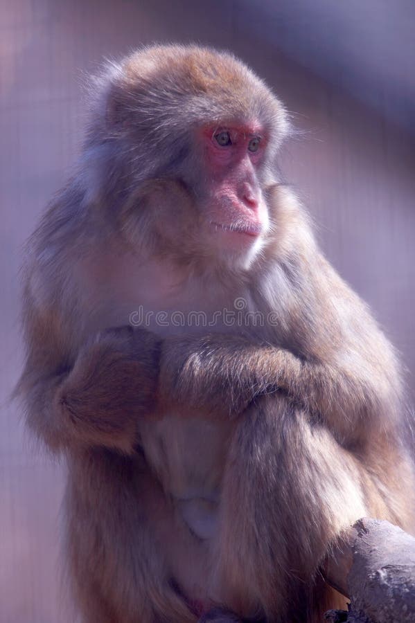 Snow Monkey stock photo. Image of primate, animal, endangered - 4823054