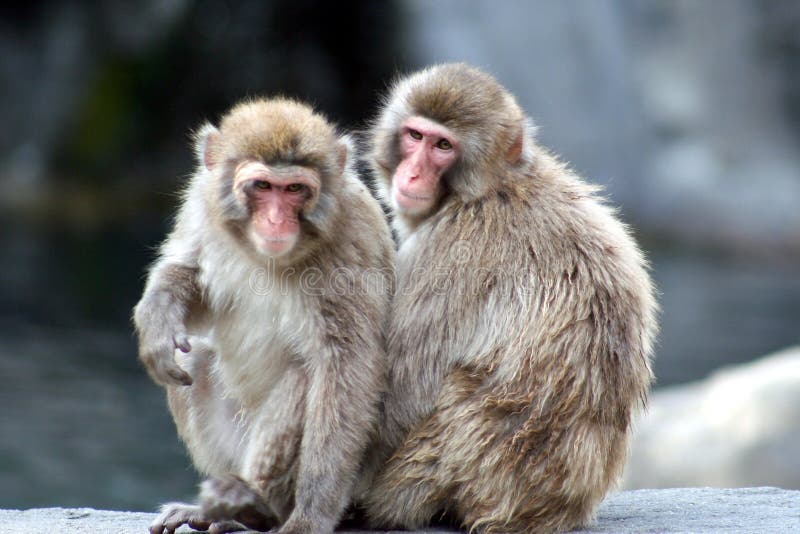 Snow Monkey stock photo. Image of wildlife, winter, asia - 775078