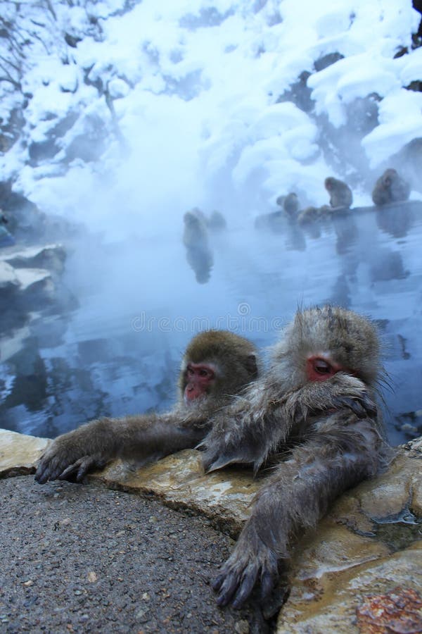 Snow Monkey close up stock photo. Image of bath, japanese - 54505018
