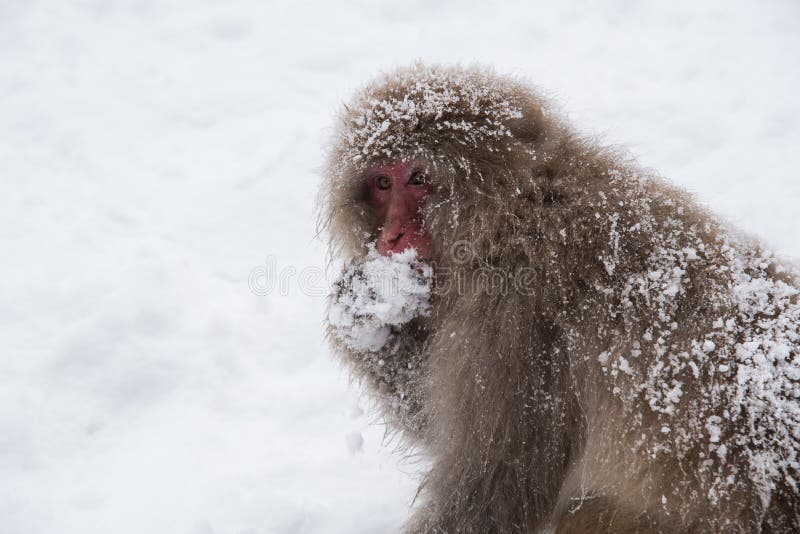 Snow monkey stock photo. Image of monkey, nature, snow - 75534406