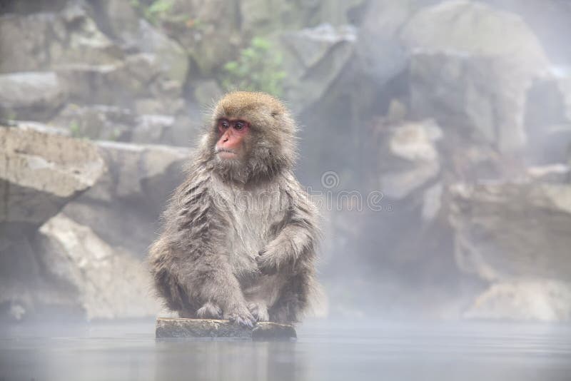 Snow Monkey at the Edge of the Hot Spring Pool Onsen at Jigoku Stock ...