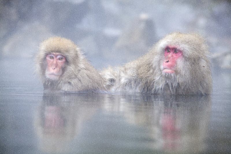 Snow Monkey at the Edge of the Hot Spring Pool Onsen at Jigoku Stock ...