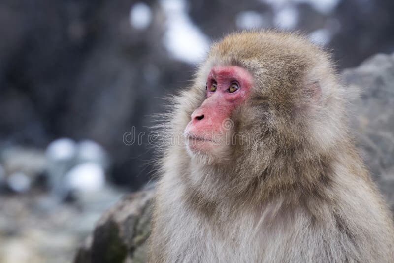 432 Side Profile Monkey Stock Photos - Free & Royalty-Free Stock Photos ...