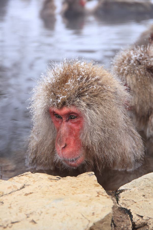 Snow monkey stock image. Image of season, nagano, nature - 22759029