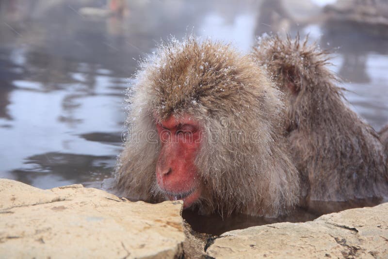 Snow monkey in hot spring stock image. Image of onsen - 55544723