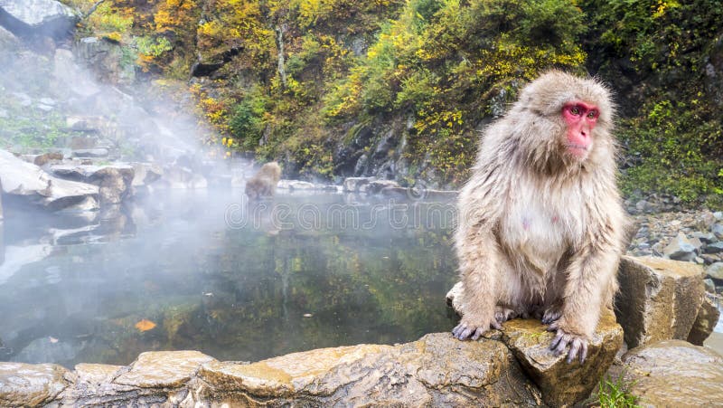 Snow Monkey in Hotspring at Fall Season Stock Photo - Image of japan ...