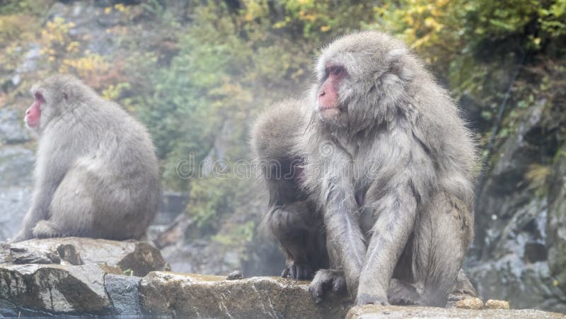 Snow Monkey in Hotspring at Fall Season Stock Image - Image of asian ...