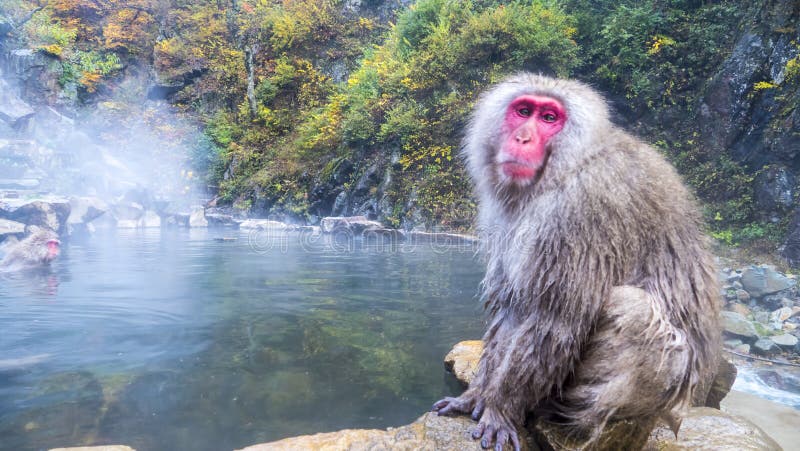 Snow Monkey in Hotspring at Fall Season Stock Image - Image of ...