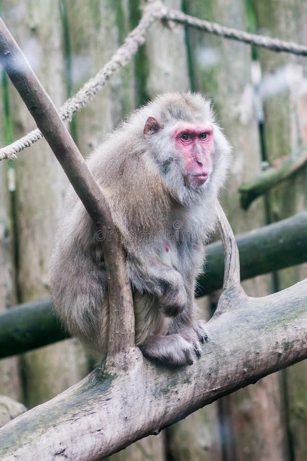 Snow Monkey or Japanese Macaque Macaca Fuscata at Riga Zoo, Latvia ...